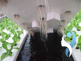 Hydroponics in Gaza: a Modern Technique for a Safer Cultivation ...